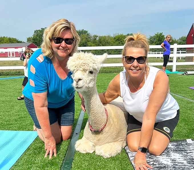 Alpaca yoga brings a whole new meaning to downward-facing dog, especially with this fluffy instructor.
