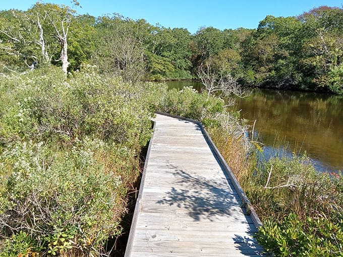 Wooden boardwalks wind through marshland where nature puts on a show that never gets old or repetitive.