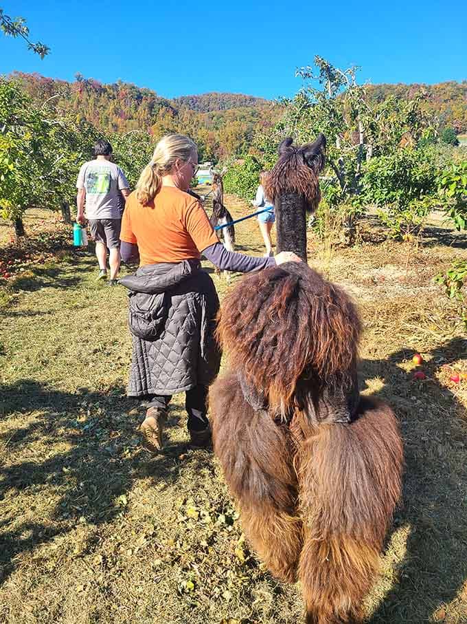 Taking llamas for a stroll through the orchard beats your average Tuesday afternoon by approximately one million percent.