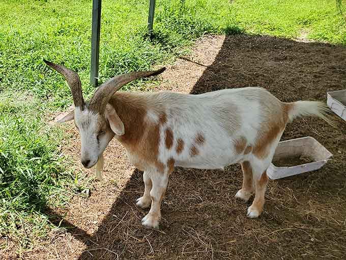 This goat's horns are more impressive than most people's hairstyles, and it definitely knows it too.