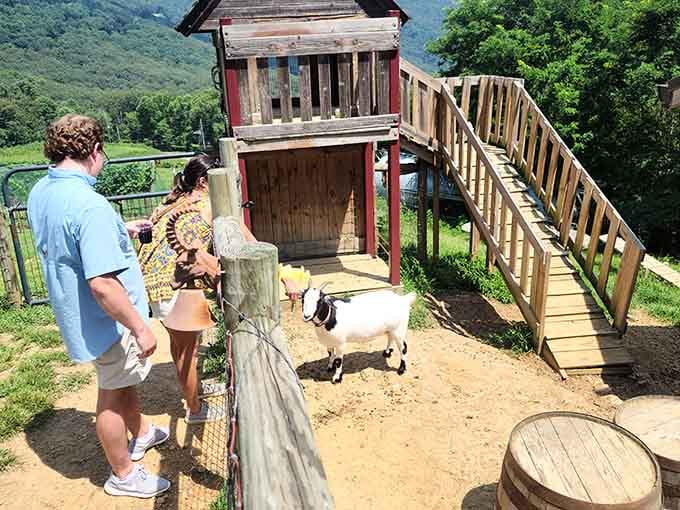 Meet the stars of the show, these adorable goats who might just steal your heart and photobomb every picture.