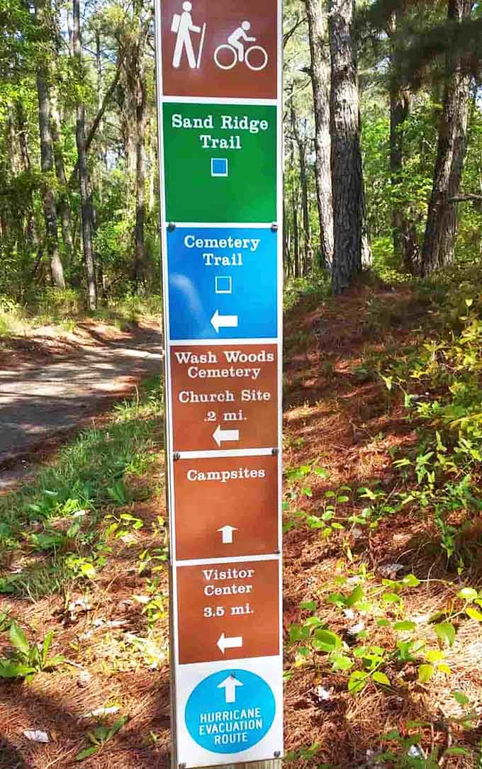 Trail markers guide adventurers through ecosystems while thoughtfully noting the nearest hurricane evacuation route, naturally.