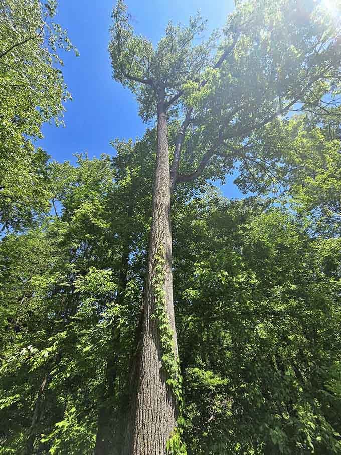 When trees grow this tall, they've earned the right to make you feel appropriately small and humble.