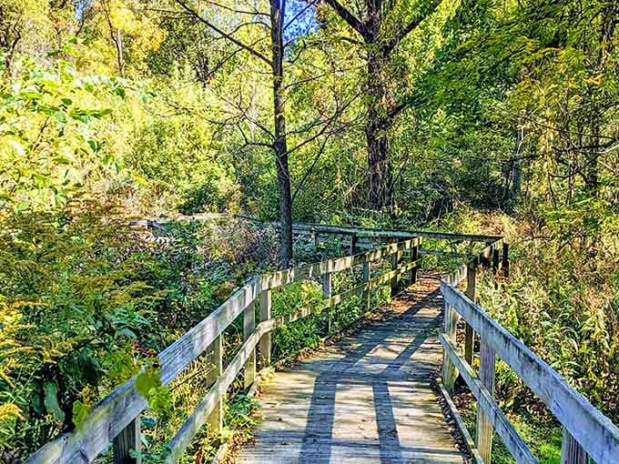 Boardwalks like this make you feel like you're walking through a nature documentary's opening scene.