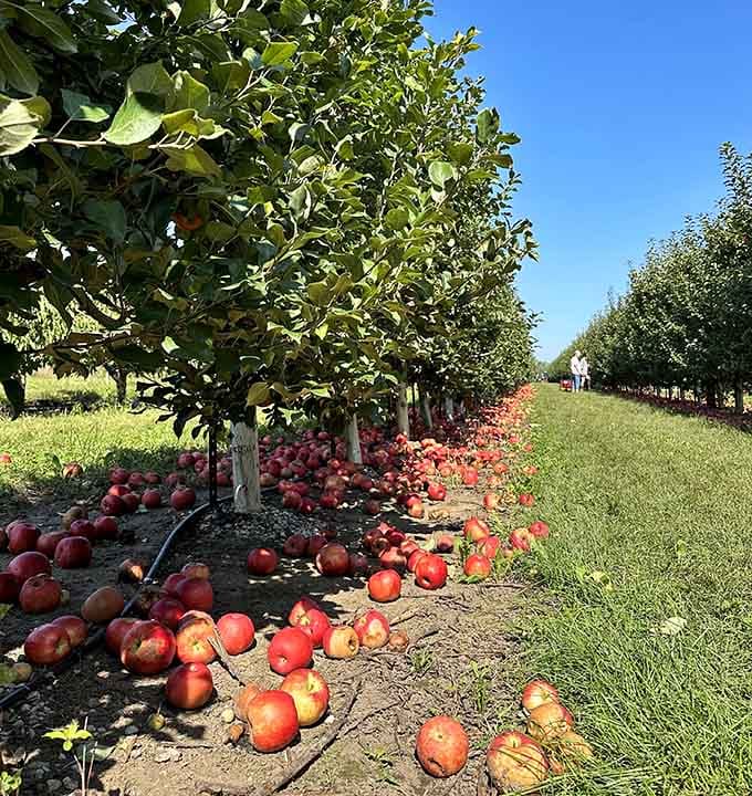 Apples scattered beneath the trees like nature's own treasure hunt for the patient and hungry.
