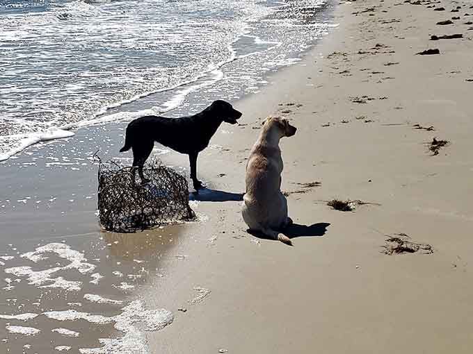 Even the dogs know they've found paradise, and they're much better at living in the moment than we are.