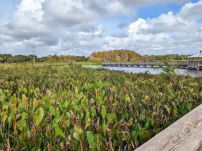 Endless views of wetland vegetation remind you that Florida's real beauty isn't found in theme parks or malls.