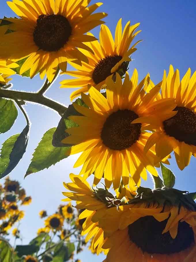 Looking up at these golden beauties against that California blue sky, you'll understand why sunflowers are nature's optimists personified.