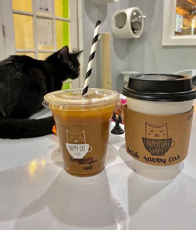 When a curious black cat photobombs your coffee shot, you've achieved peak cat cafe experience right there.