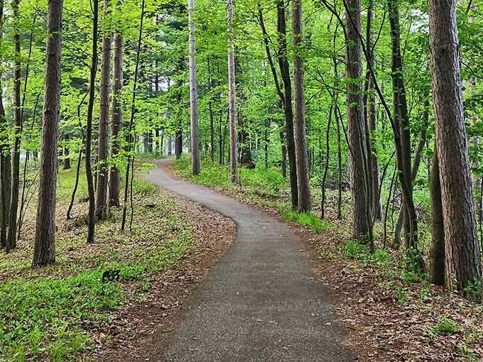 A peaceful path through towering trees where your biggest decision is simply which way to wander.
