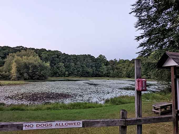 The pond's "No Dogs Allowed" policy ensures the ducks can relax without worrying about unexpected swimming companions.