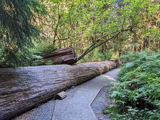 A fallen giant rests beside the trail, a quiet reminder that even the mightiest trees eventually become part of something new.