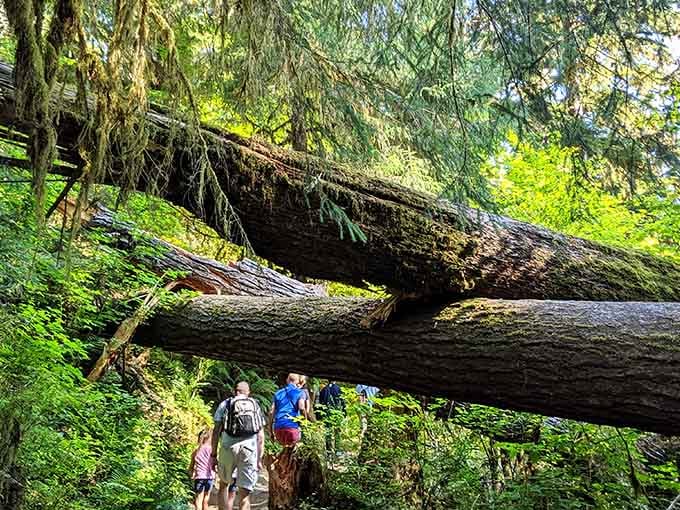 Massive fallen logs create natural tunnels, proving that even forest giants know how to make an entrance.