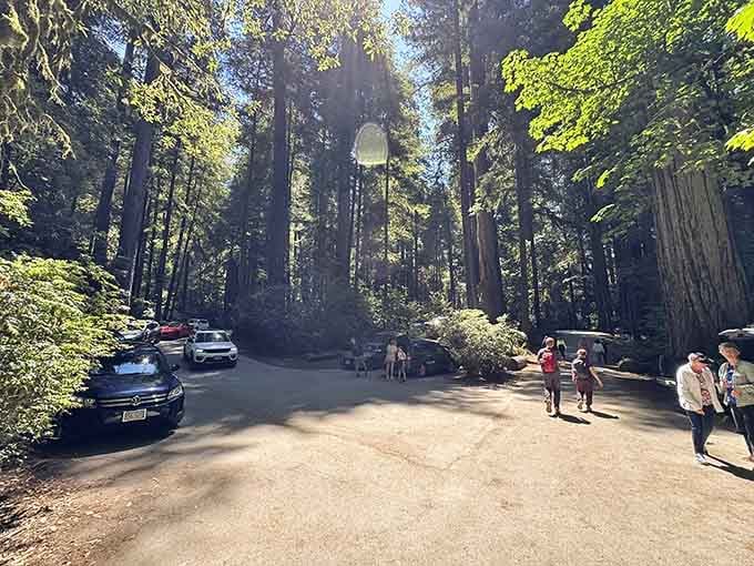When even the parking lot looks this magical, you know you've found something special in Northern California.