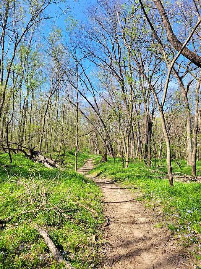 This trail through the woods proves you don't need mountains to find a proper nature escape close to home.