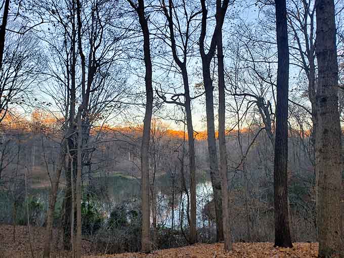 Sunset through the trees at the lake, because nature knows exactly what it's doing with lighting.