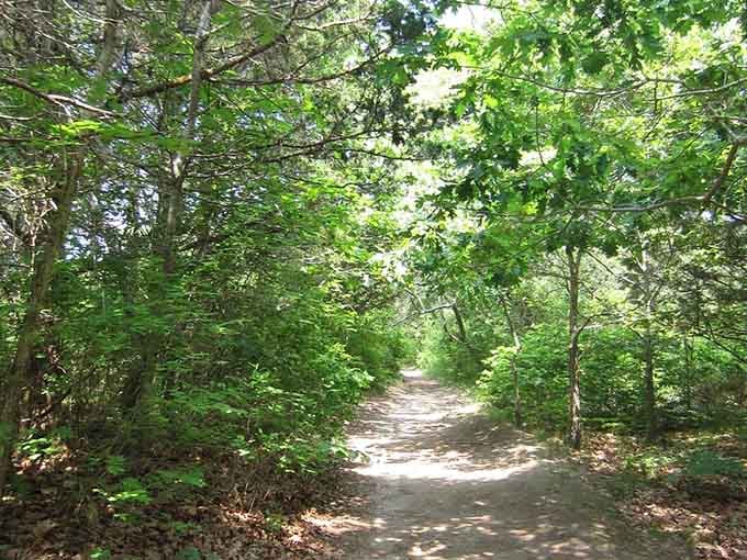 Shaded forest paths offer cool relief and that earthy smell that somehow makes everything better.