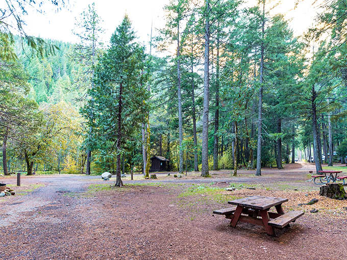 Picnic tables under towering pines prove that sometimes the best dining room has no roof at all.