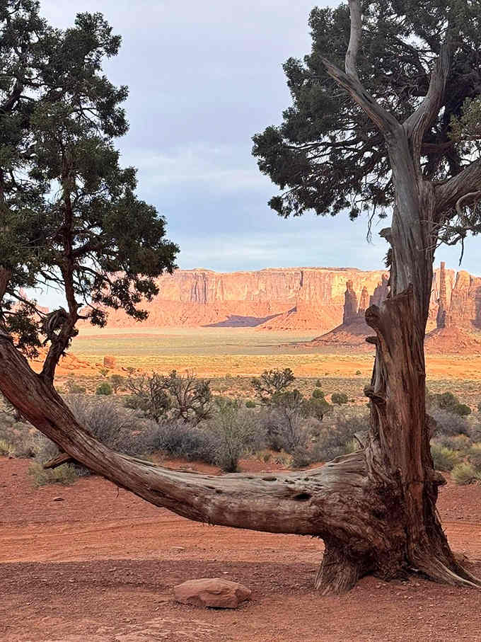 Ancient juniper trees framing timeless buttes, because nature understands composition better than any photographer ever could.