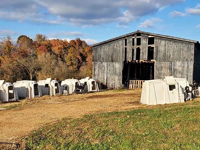 That weathered barn has seen generations of farming, standing proud next to the modern calf hutches like a proud grandparent.