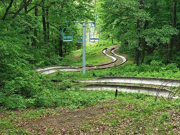 Multiple tracks winding through the trees prove that sometimes the scenic route is also the fastest one.
