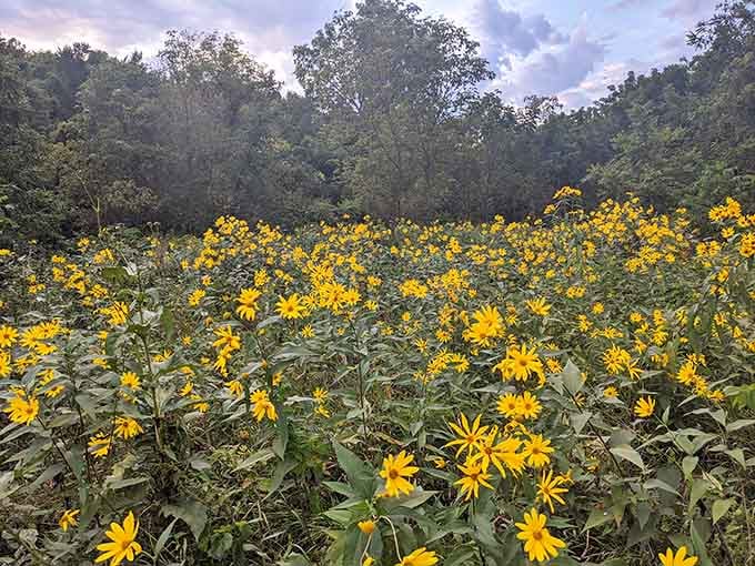 Nature's own flower shop displays thousands of wild blooms against a backdrop of ancient forest.