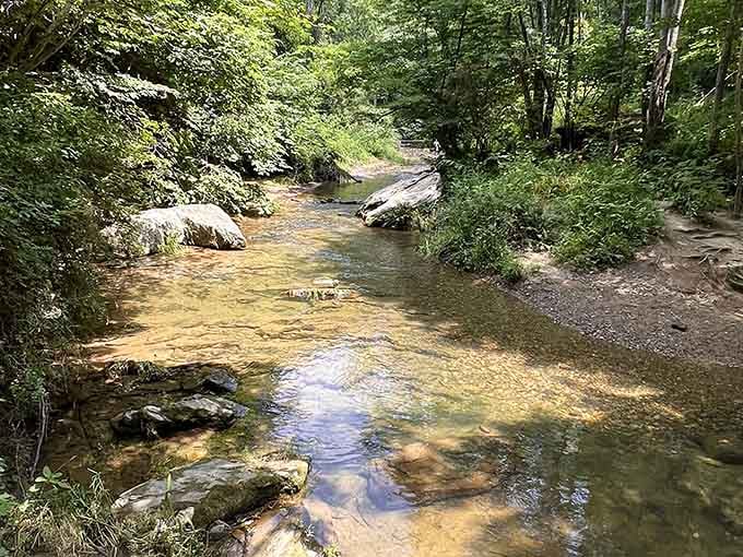 Sunlight dances across the amber-tinted water, revealing every pebble in this crystal-clear woodland stream.