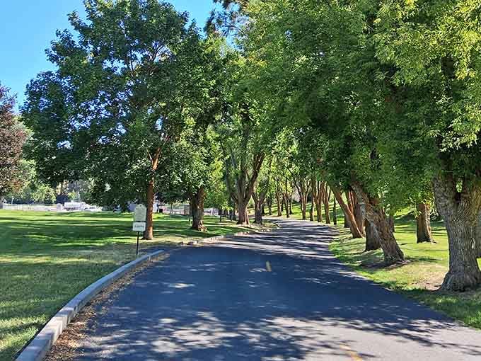 Moore Park's tree-canopied paths offer shade, serenity, and zero admission fees for your walking pleasure.