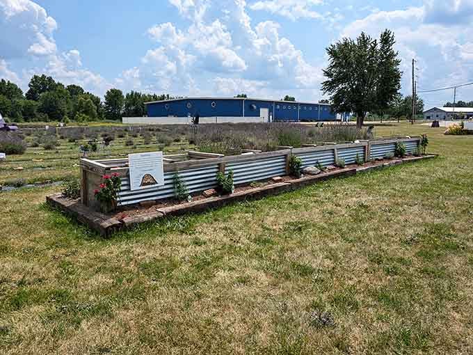 Metal garden beds keeping everything tidy, because even lavender farms appreciate a little structure in life.