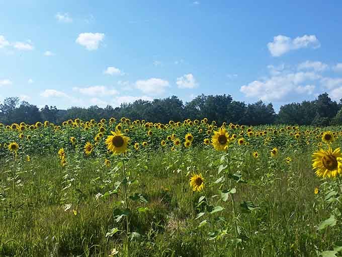 Blue skies and yellow blooms create the kind of color combination that makes professional photographers weep with joy.