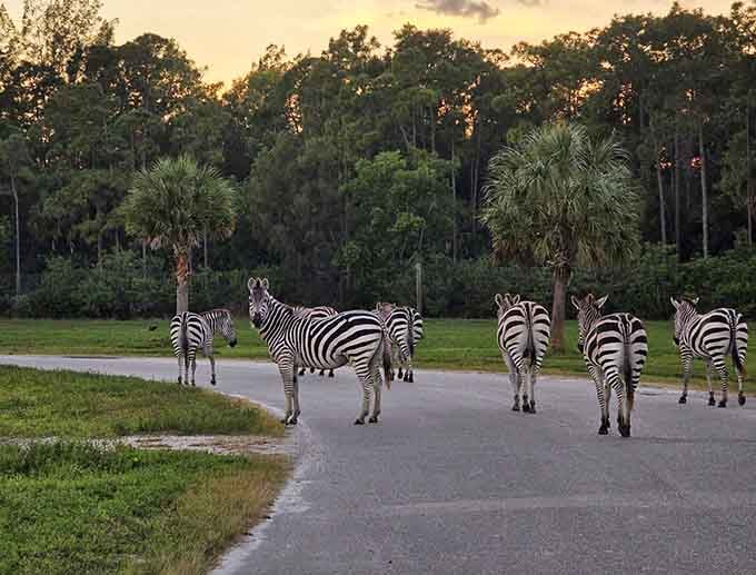 Zebras blocking traffic at sunset is the kind of rush hour delay you'll actually want to Instagram.