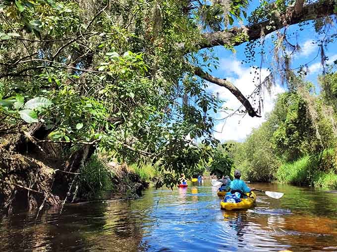 Paddling through natural tunnels of green feels like discovering Narnia, but with better weather and gators.