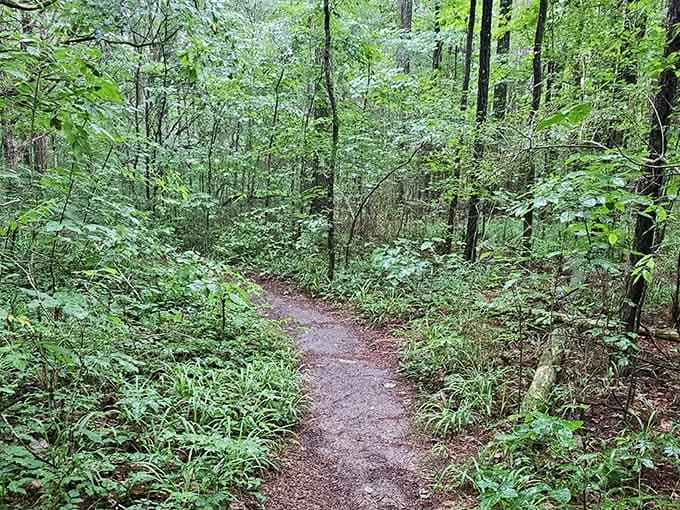 The forest path beckons with that perfect shade of green that makes you forget air conditioning exists.