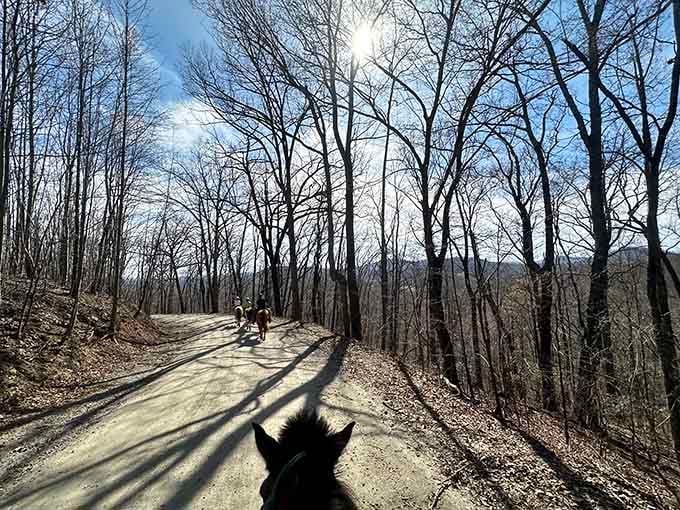 Sunlight filtering through bare trees on a trail ride feels like nature's own spotlight guiding your way forward.