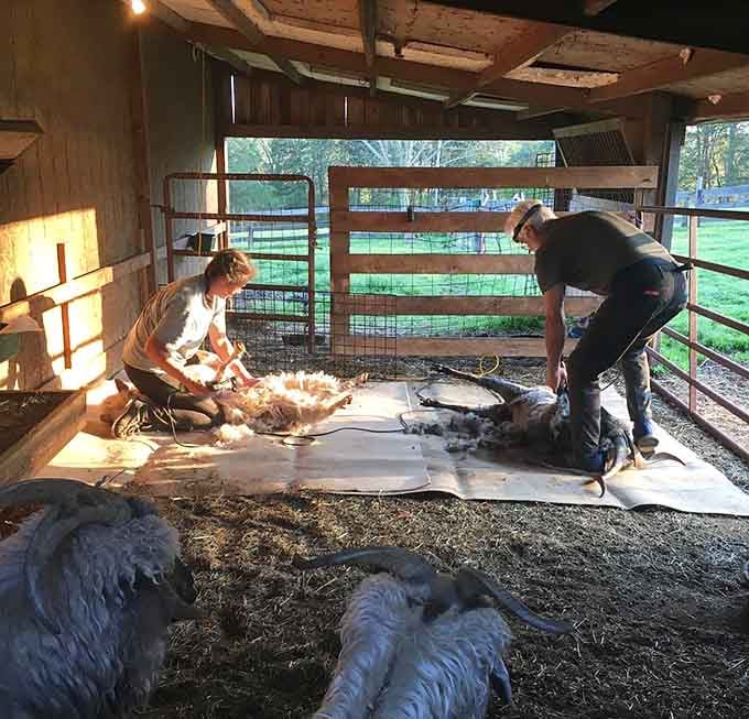 Shearing day transforms fluffy farm residents into sleek, surprisingly dignified versions of their former selves.