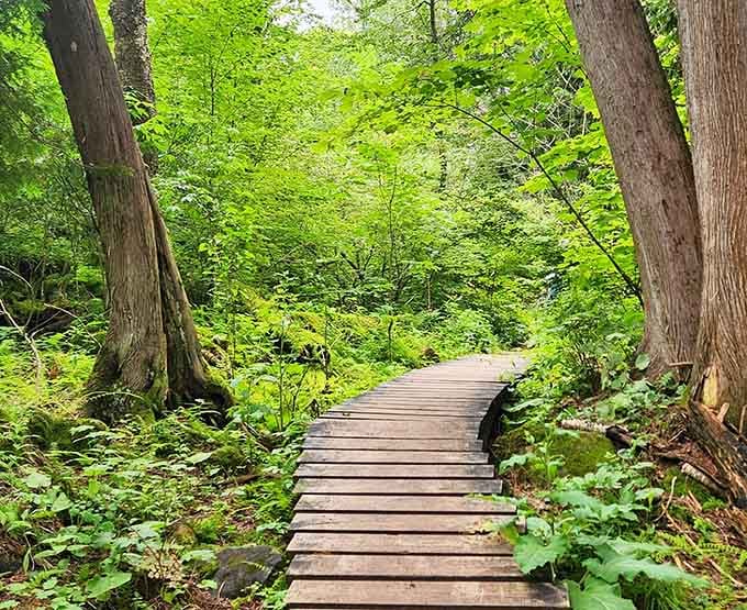 Forest trails that make you forget you're in Wisconsin until you remember you're definitely in Wisconsin.