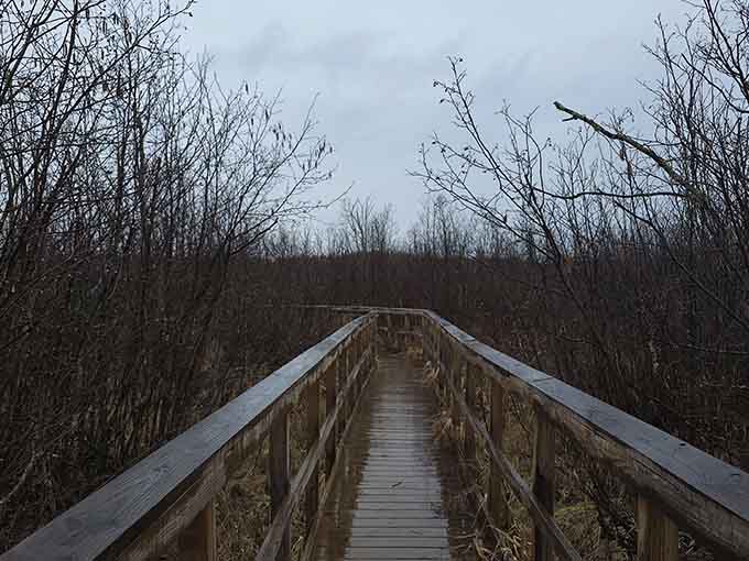 The moody boardwalk beckons even on overcast days, proving wilderness beauty transcends perfect weather conditions always.
