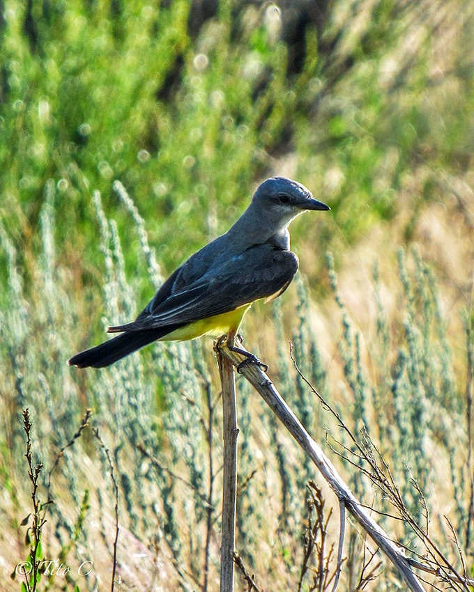 Even the local birds seem contemplative at a place where humanity's fate once hung in the balance.