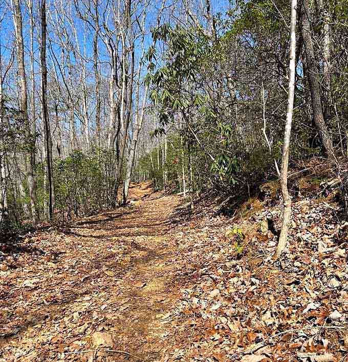 Autumn transforms the trail into nature's own art gallery, admission free, camera highly recommended.