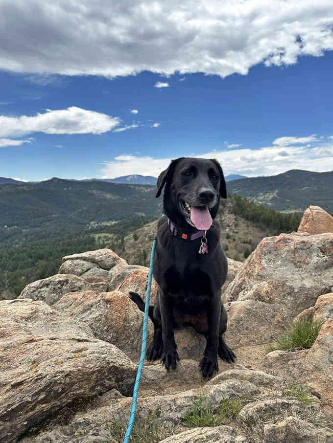 Even dogs know a good view when they see one, especially when it comes with mountain breezes.