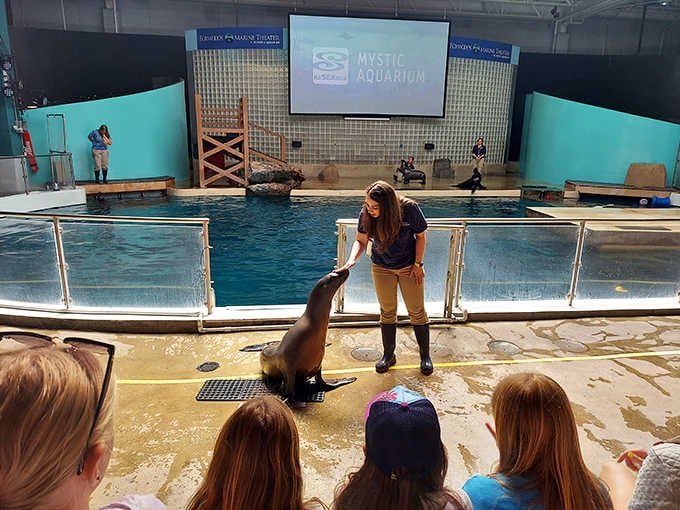 Watching trainers work with these intelligent pinnipeds is like seeing a friendship that transcends species &ndash; it's genuinely heartwarming and educational.