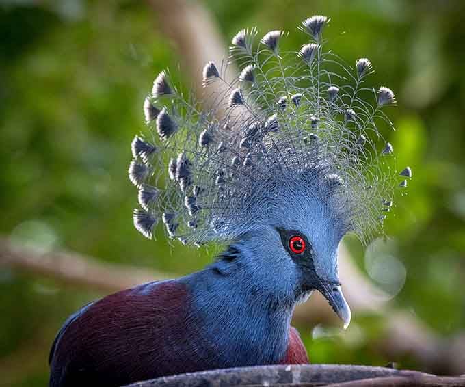 The Victoria Crowned Pigeon looks like it hired a personal stylist. Every other bird is quietly jealous of that headpiece.