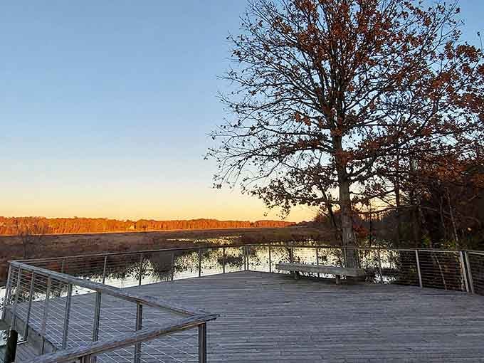 Golden hour transforms ordinary wetlands into something magical, no filter needed for this natural beauty.