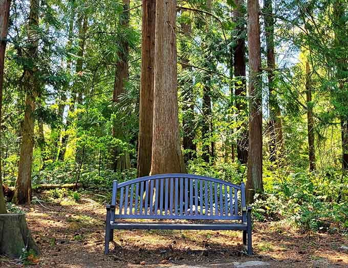 That blue bench nestled among the firs looks like the perfect spot for contemplating life's mysteries or your grocery list.