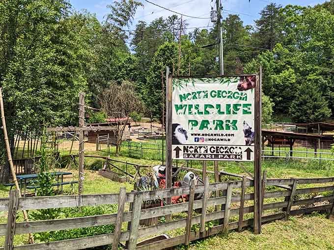 The sign promises wildlife encounters, and trust me, these animals deliver on that promise with enthusiastic persistence.