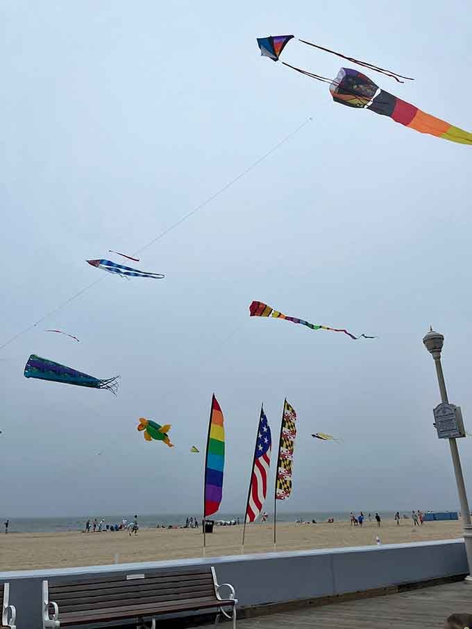 Kites dancing overhead like a Grateful Dead concert for the sky, minus the questionable life choices.