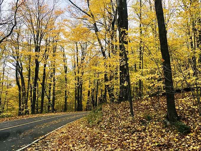 Fall foliage creating a tunnel of gold, because October Mountain takes its name very seriously indeed.