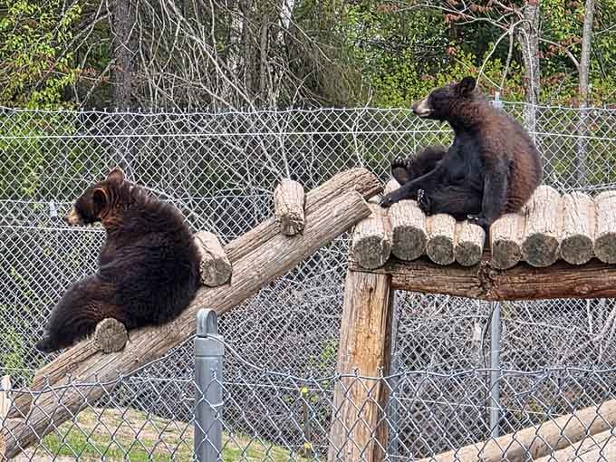 Bears lounging on wooden platforms like they're sunbathing at an exclusive resort in the Upper Peninsula wilderness.
