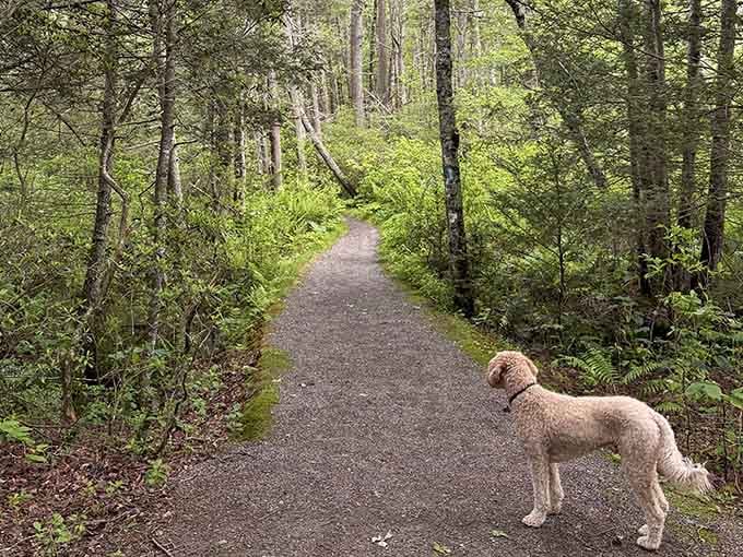 Trail companions come in all shapes and sizes, though this one's definitely better at finding the path than most humans.
