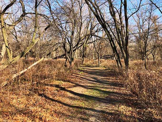 Sometimes the best path forward is the one that winds gently through bare branches and dappled sunlight.